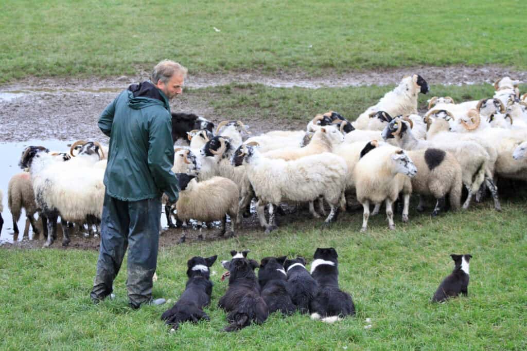 10 Reasons Why You Should Visit a Working Sheepdog Farm in Scotland ...