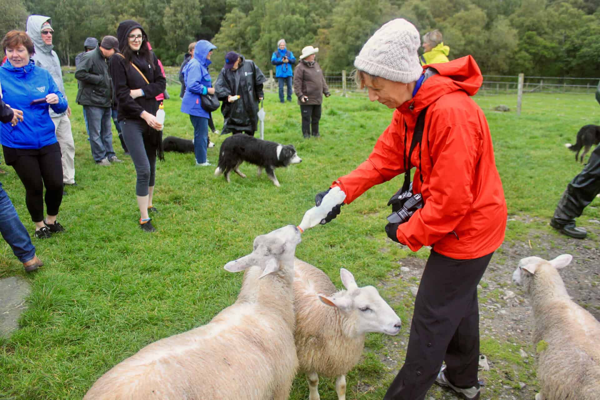 10 Reasons Why You Should Visit a Working Sheepdog Farm in Scotland ...